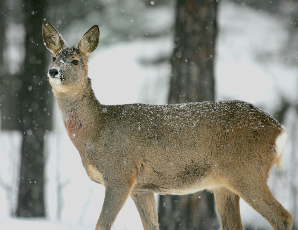 European Roe Deer Hair, tools and top tying tips part 1