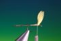 How to tie the yellow mayfly